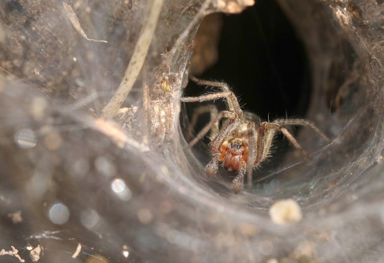The history and evolution of spider webs