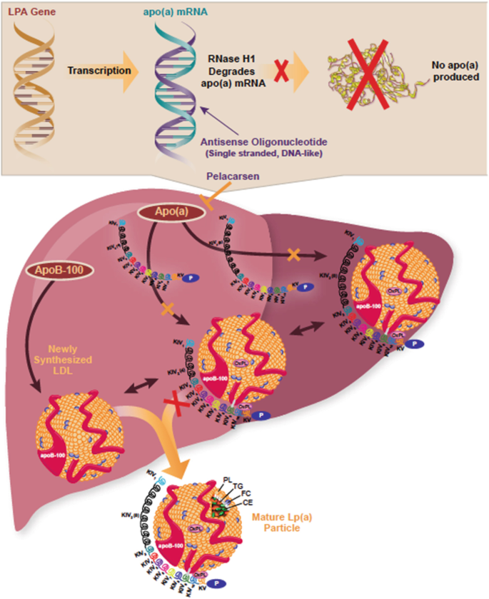 Future Lp(a) Treatment Options