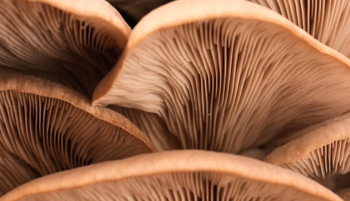 Are there sustainable alternatives to Synthetic Rubber?