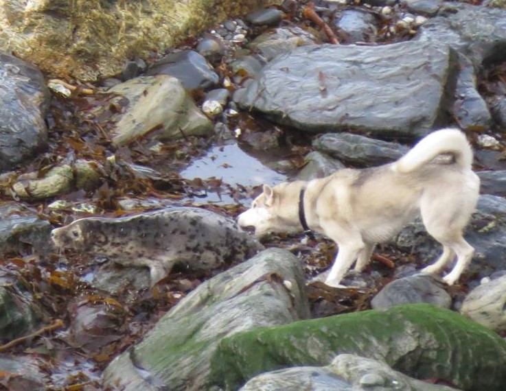 Saving Seals: How The Human World Negatively Impacts Seals