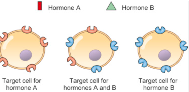 Hormones 101: How the Endocrine System Keeps Your Body in Balance