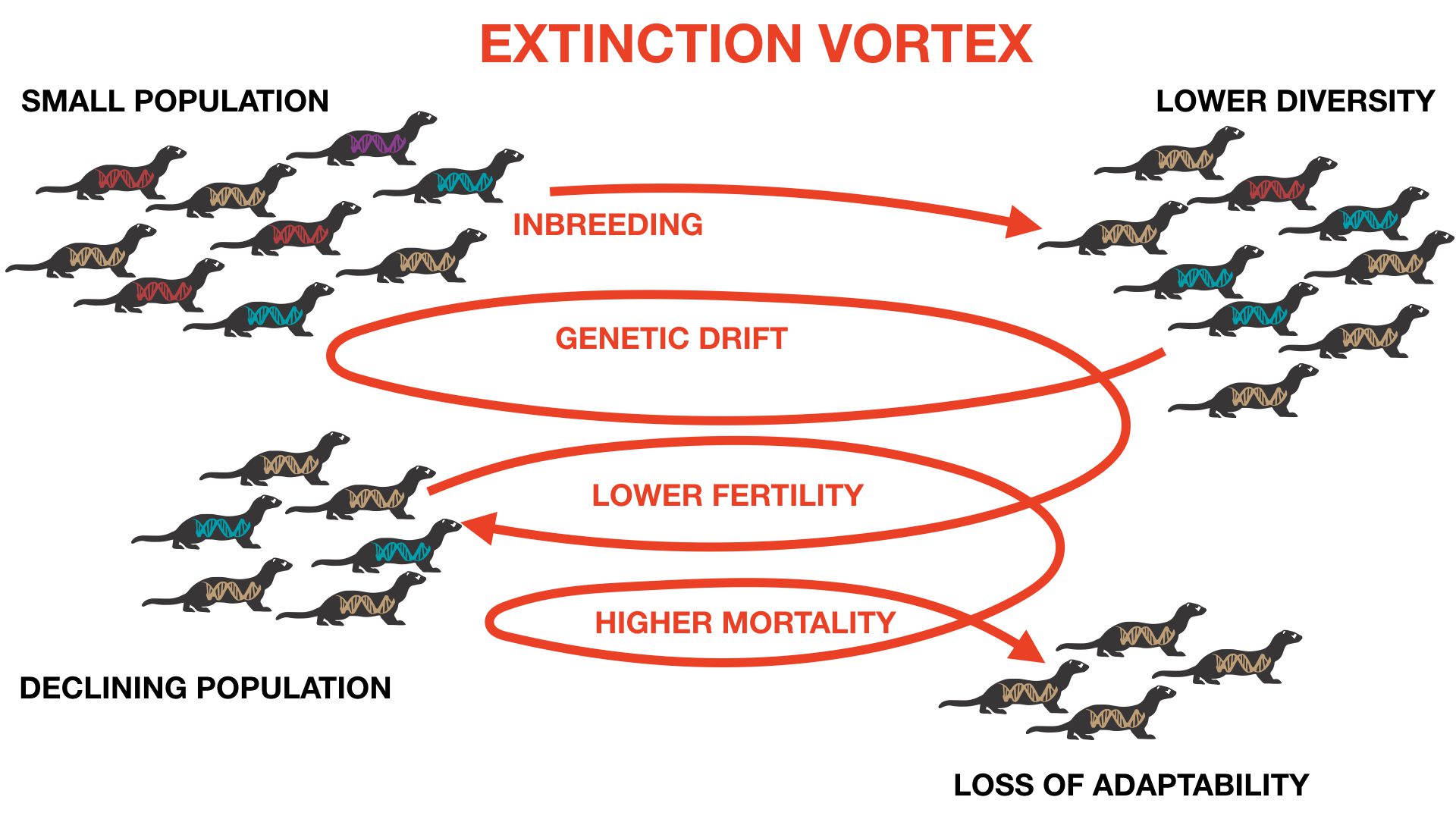 On Outbreeding Depression - by Gildhelm - Wandervogel