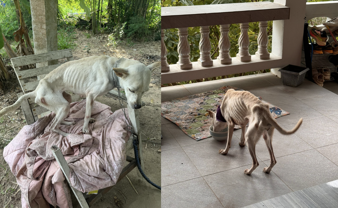 Living With Alba - by Niall Harbison - Happy Doggo