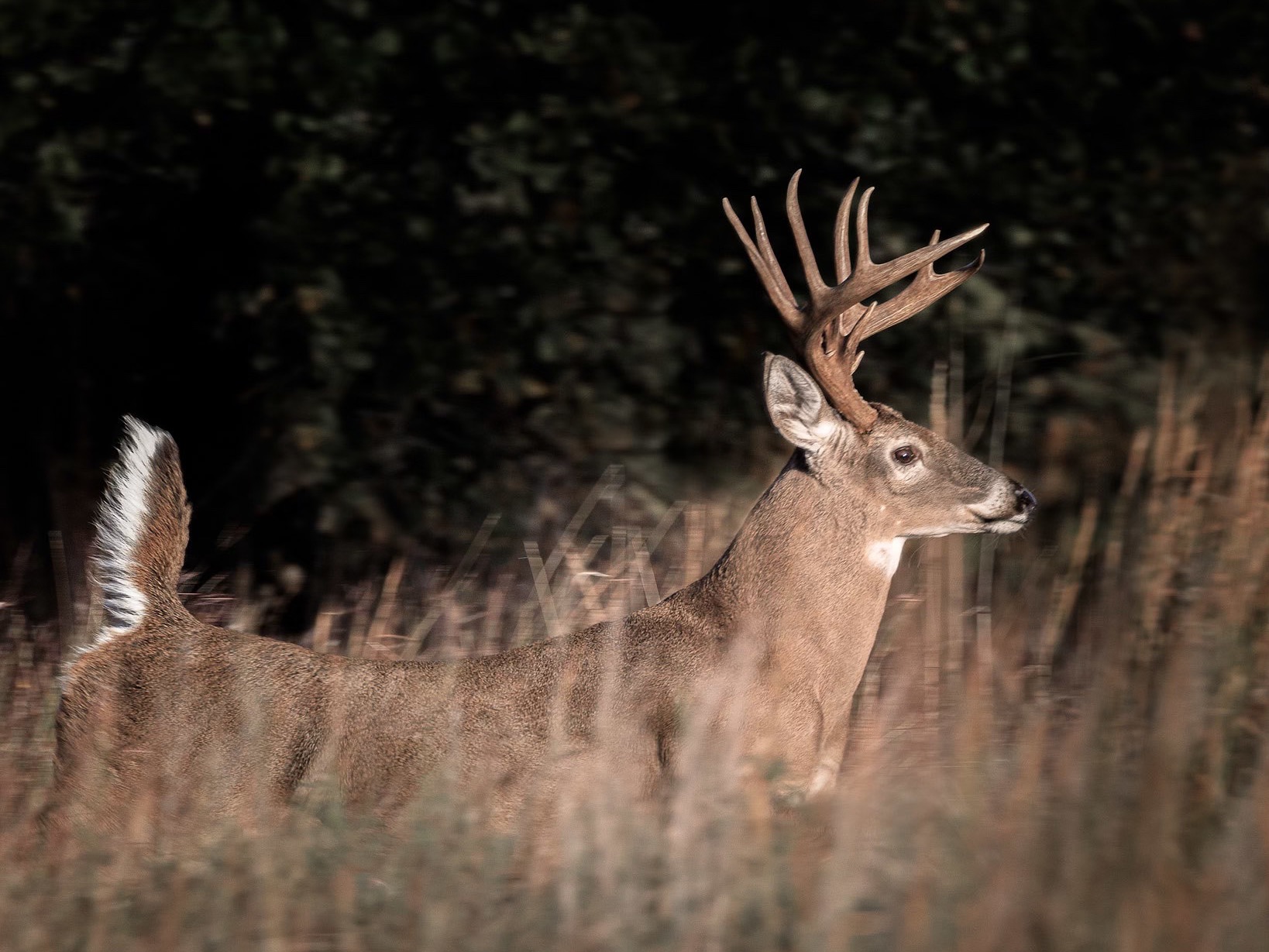 Texas ‘Ghost Deer’ Suspect Facility Tests Positive For CWD