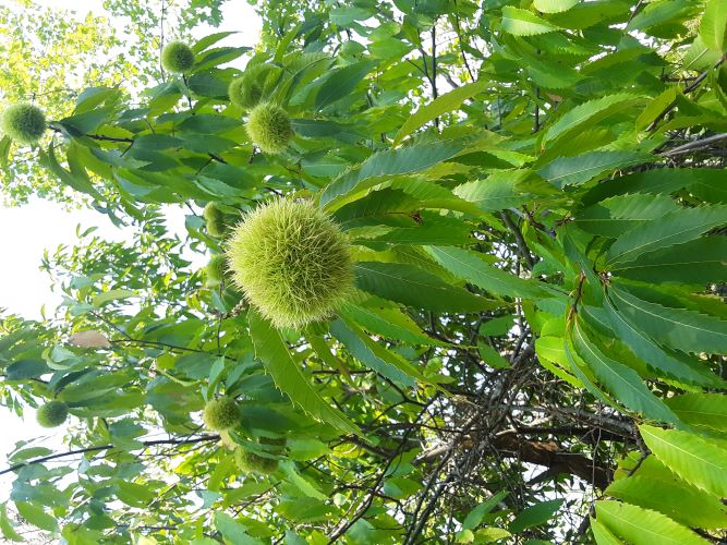 Hiking Arcadia Management Area in Rhode Island - by Sharon