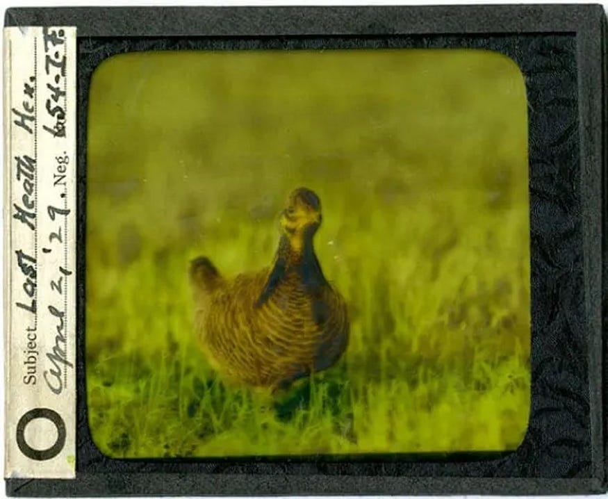 Heath Hens: Booming Ben and the End of a Species