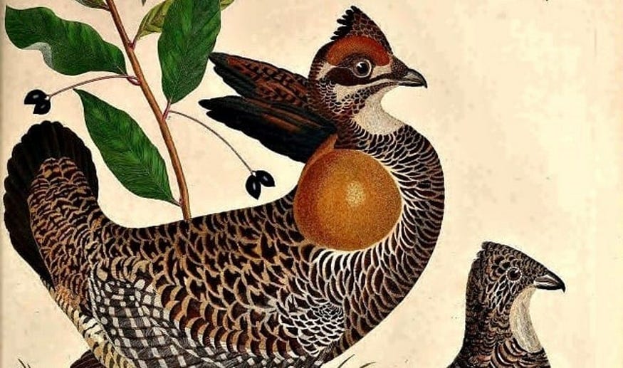 Heath Hens: Booming Ben and the End of a Species