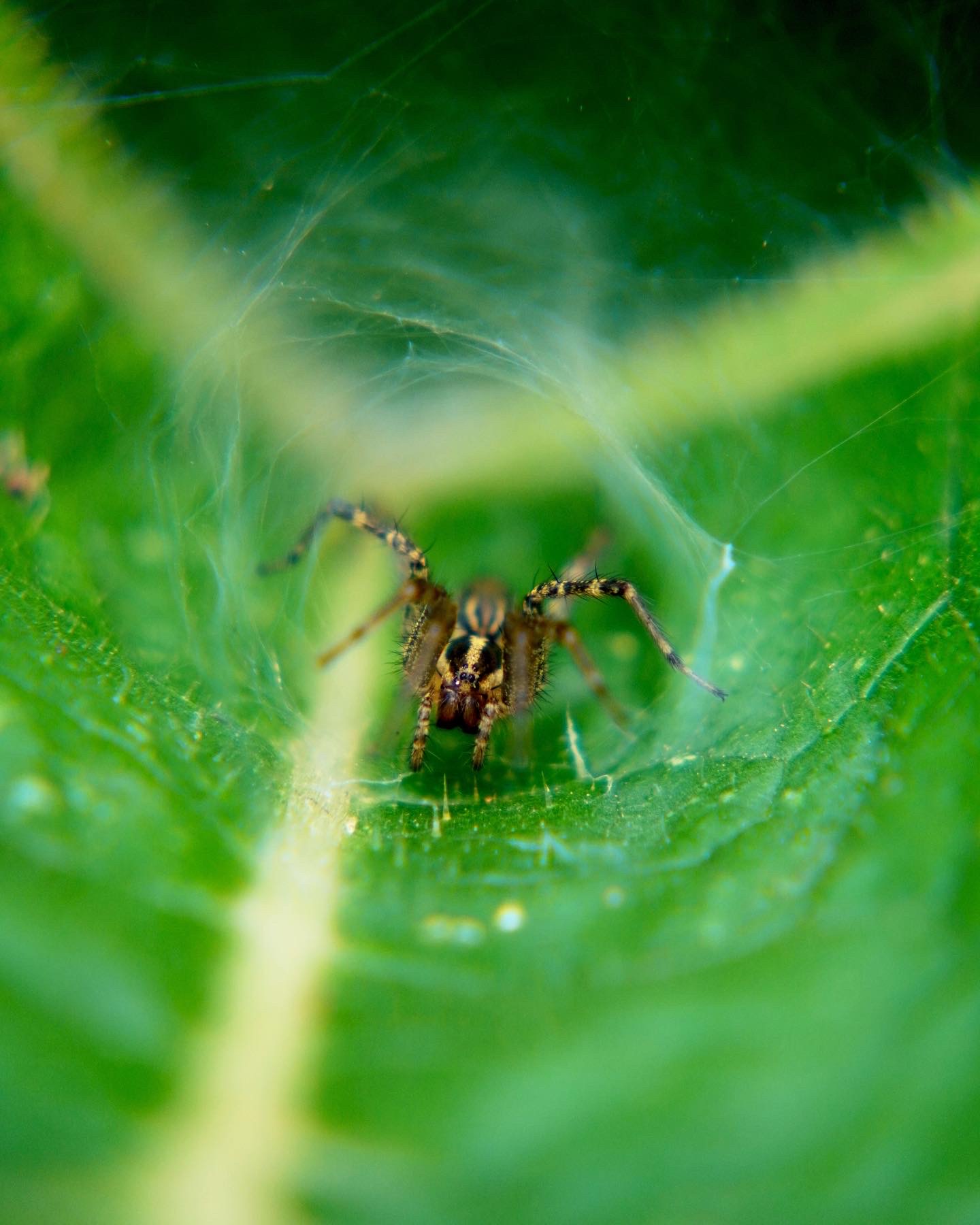 How to Set up your Sony Camera Correctly for Macro Photography