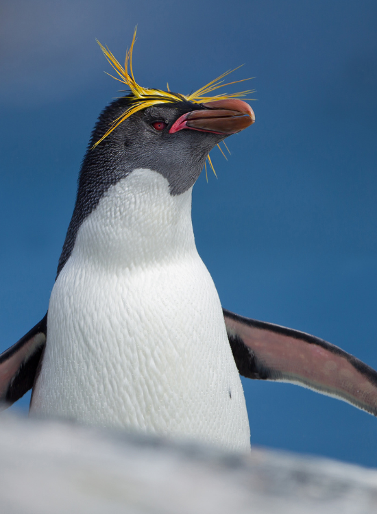 Meet the 18 Penguins of the World (Yes, There Are That Many!)