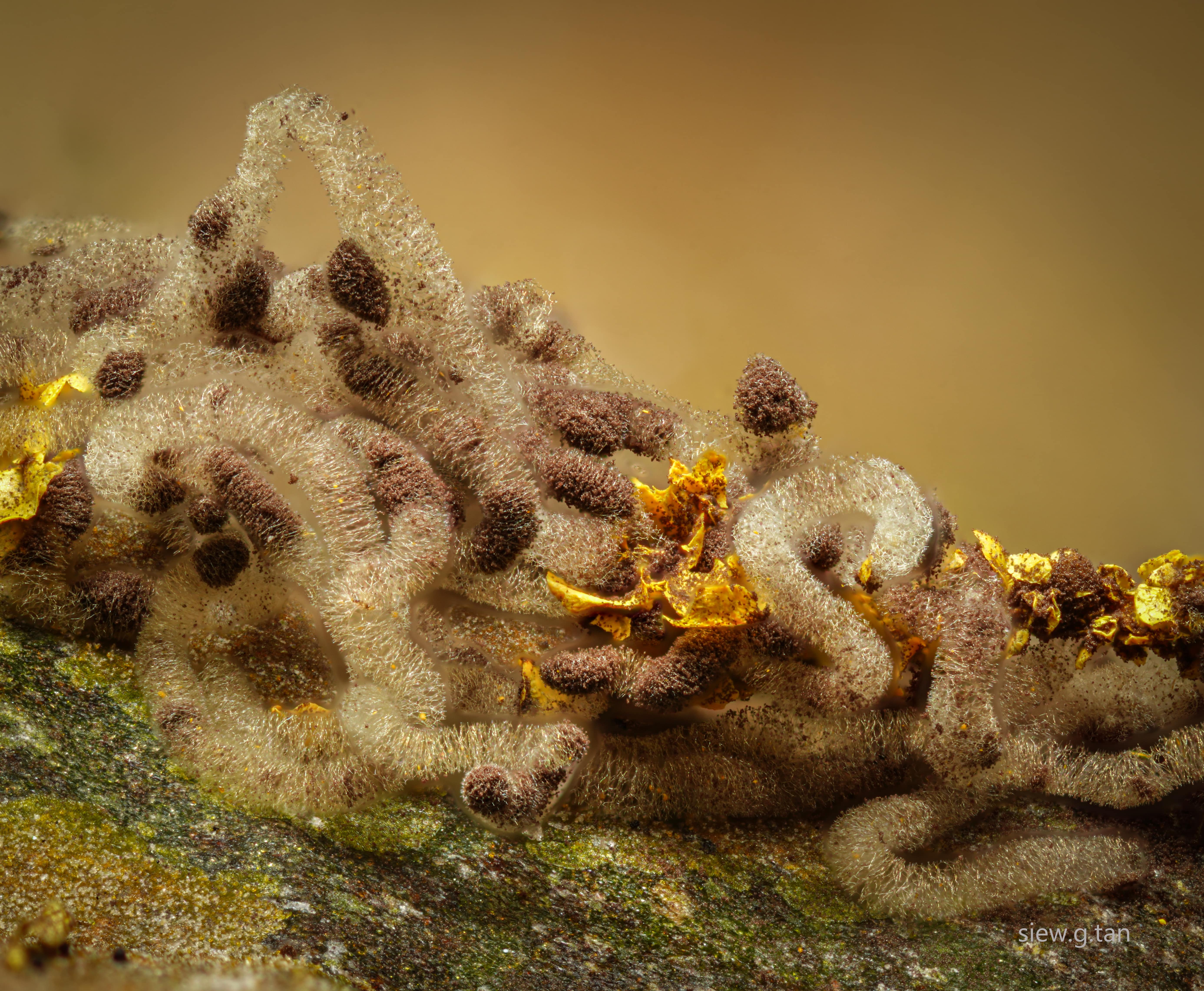 Bringing Slime Molds Into Focus: Myxomycete Photography with Gim Siew Tan
