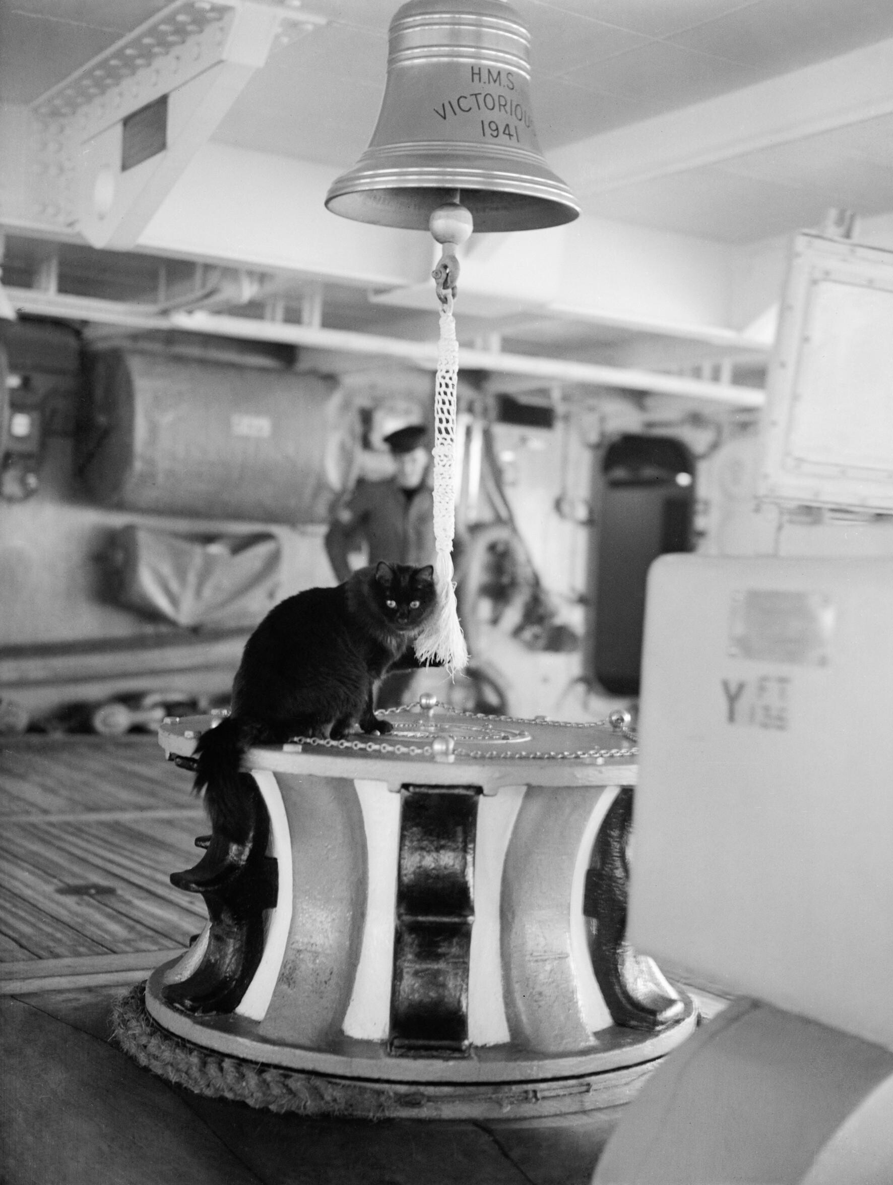 The Important Role of Cats in WWI & WWII