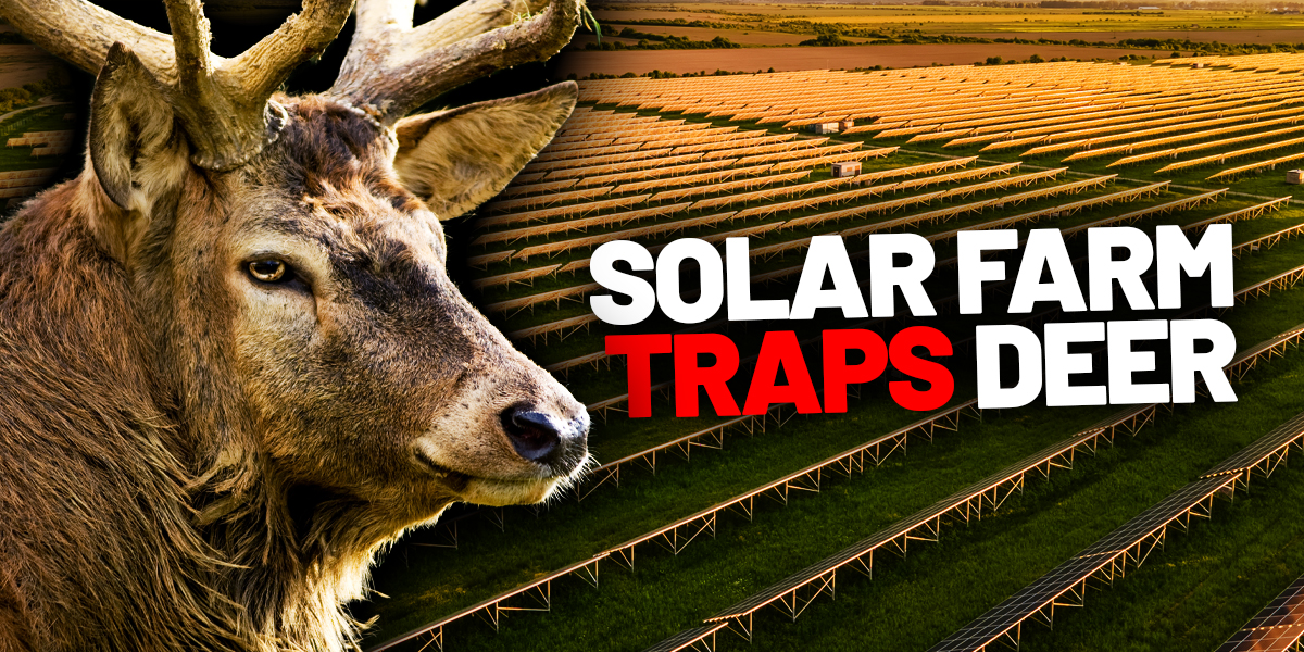 SUCCESS: Solar farm promises action to release trapped deer