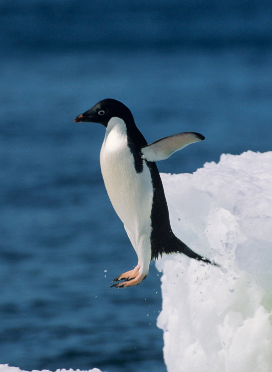 Meet the 18 Penguins of the World (Yes, There Are That Many!)