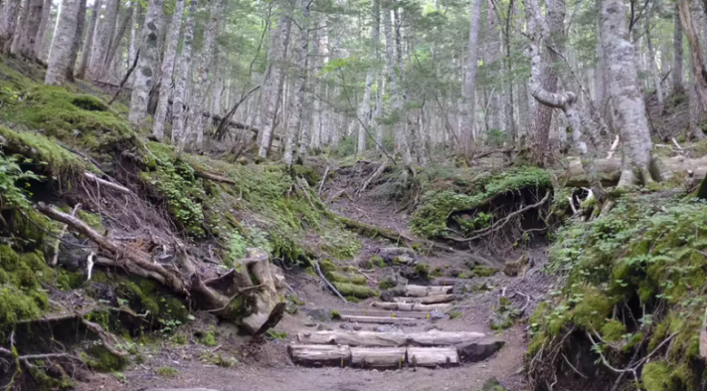 Aokigahara: Japan's Haunted Suicide Forest - by Wordsmith