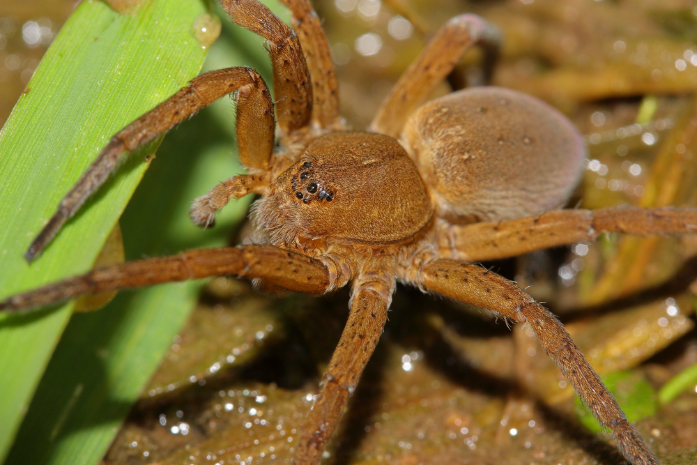 Fen Raft Spiders: UK’s Comeback Story