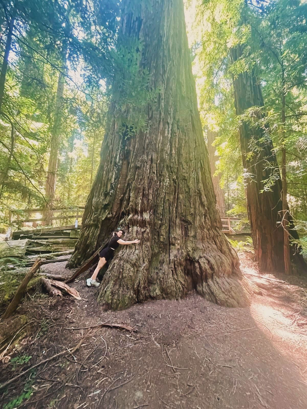 Rebecca Nagle (@gohini): "Did you know that when a redwood dies and falls in the forest it can ...