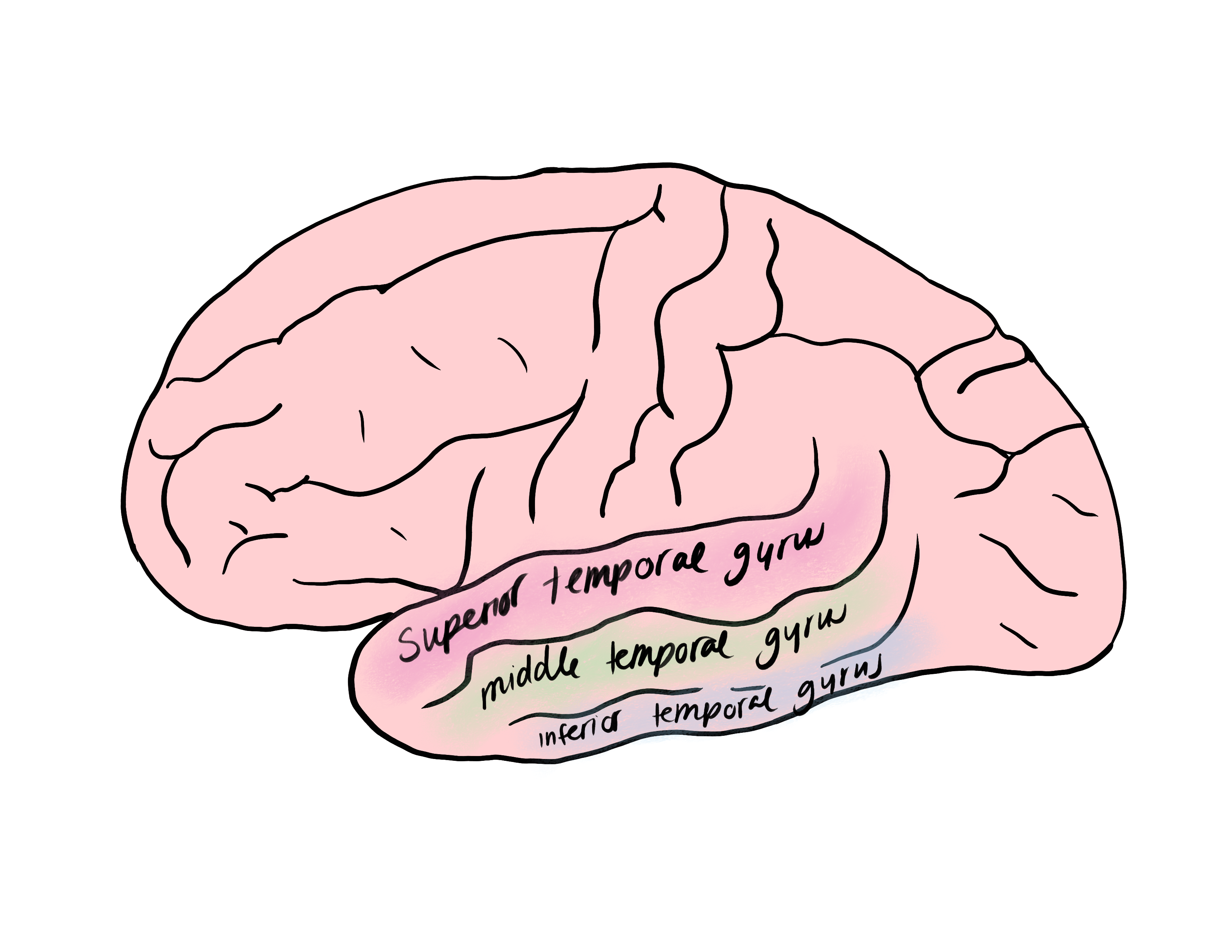 Inside the Brain's Wrinkles: A Guide to he Gyri, Sulci and What Happens ...