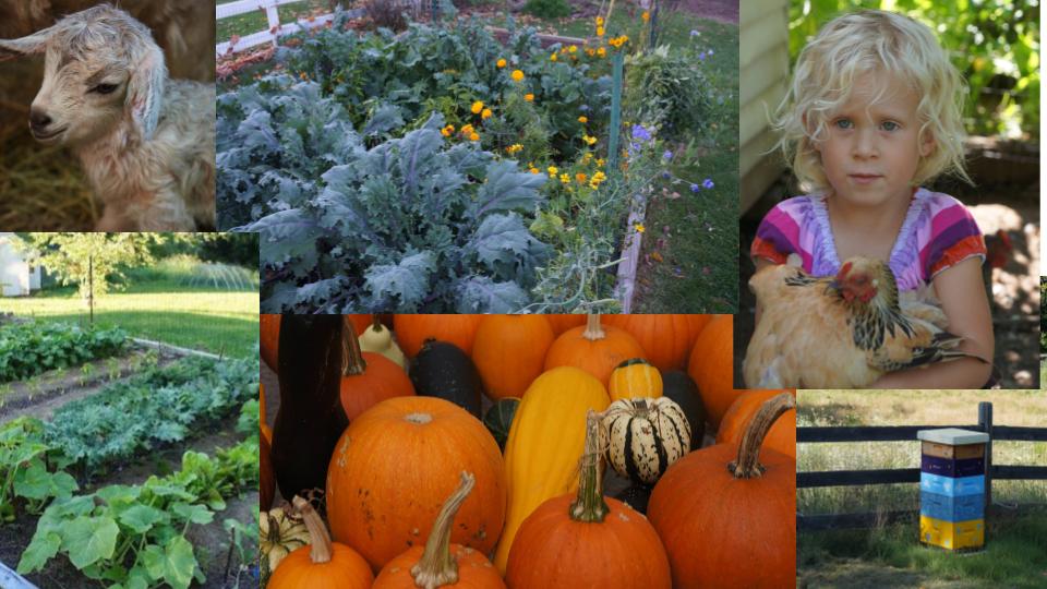What is Modern Homesteading (Webinar)