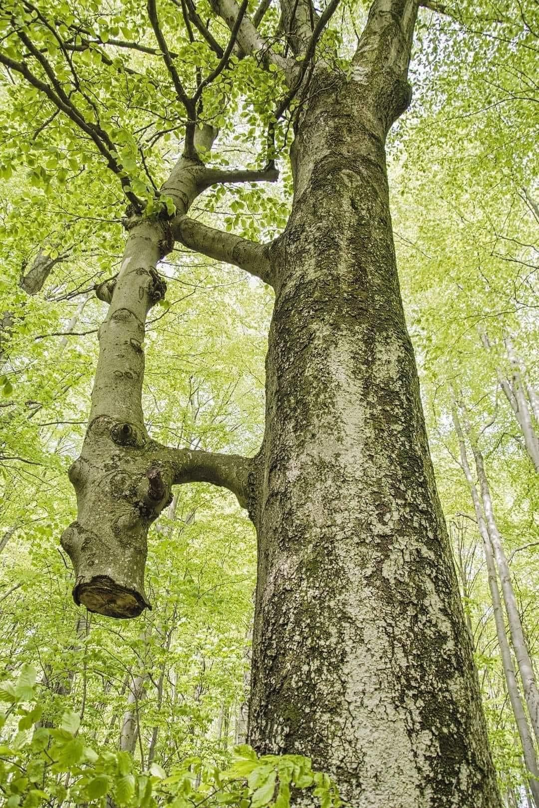 James Lucas (@jameslucasit): "The thinner tree was cut years ago and ...
