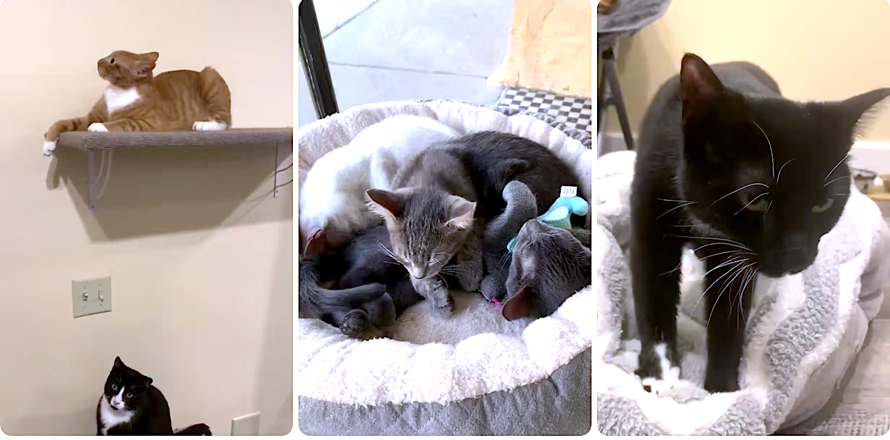 Cute And Funny Cat YouTube Shorts