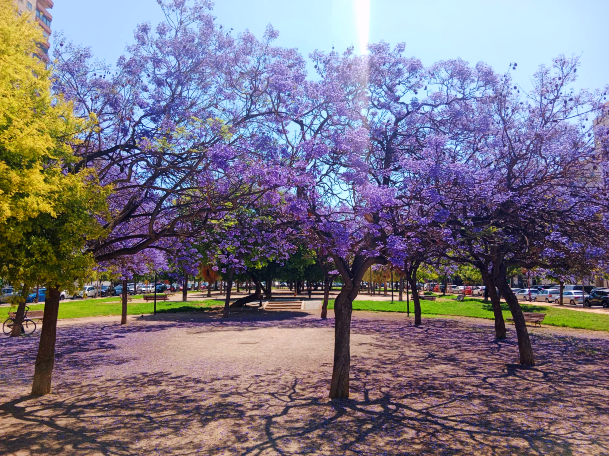 THE MAGICAL JACARANDA TREE - SHAMAGIKA SPEAKS