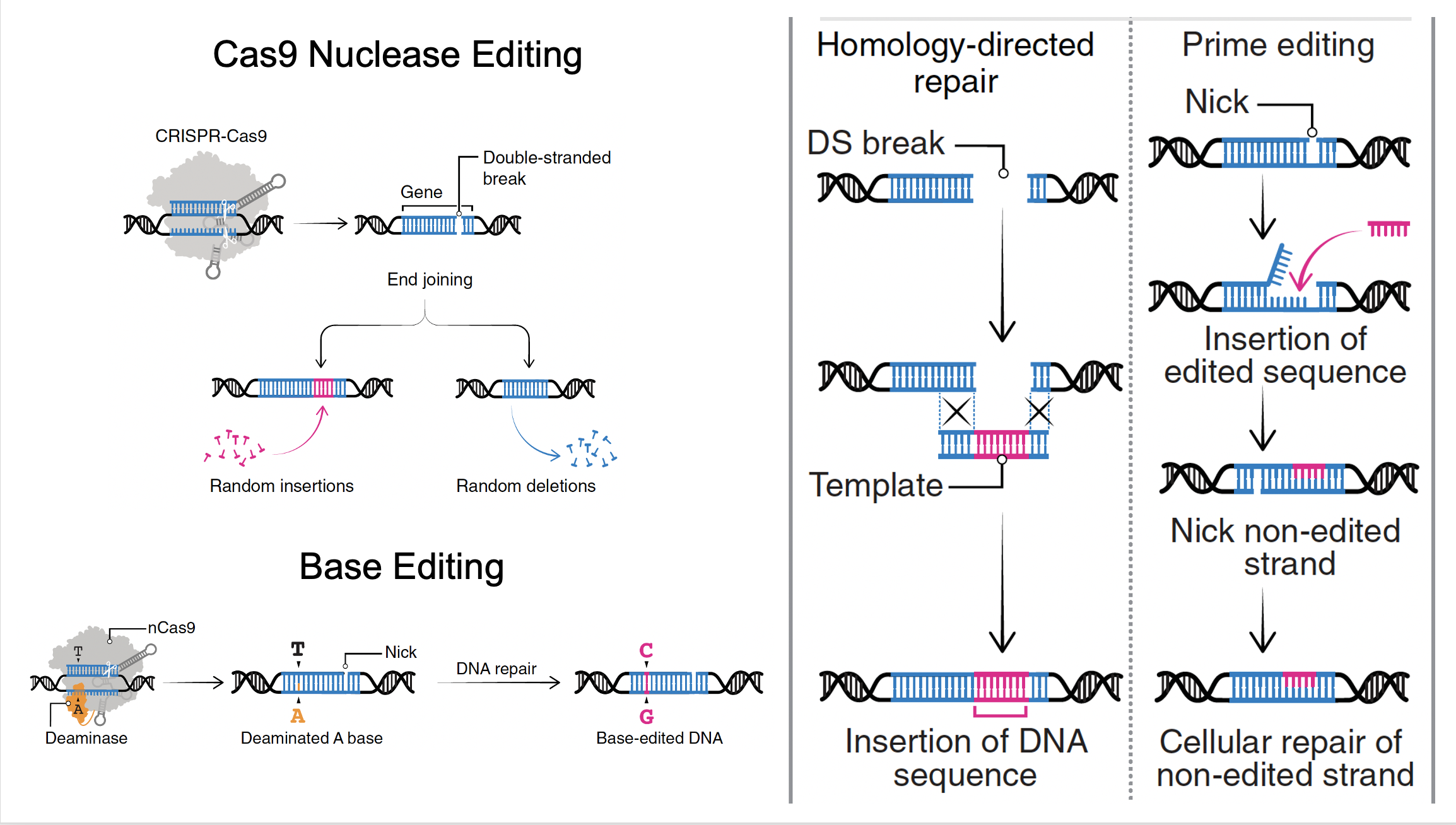 David Liu: A Master Class on the Future of Genome Editing