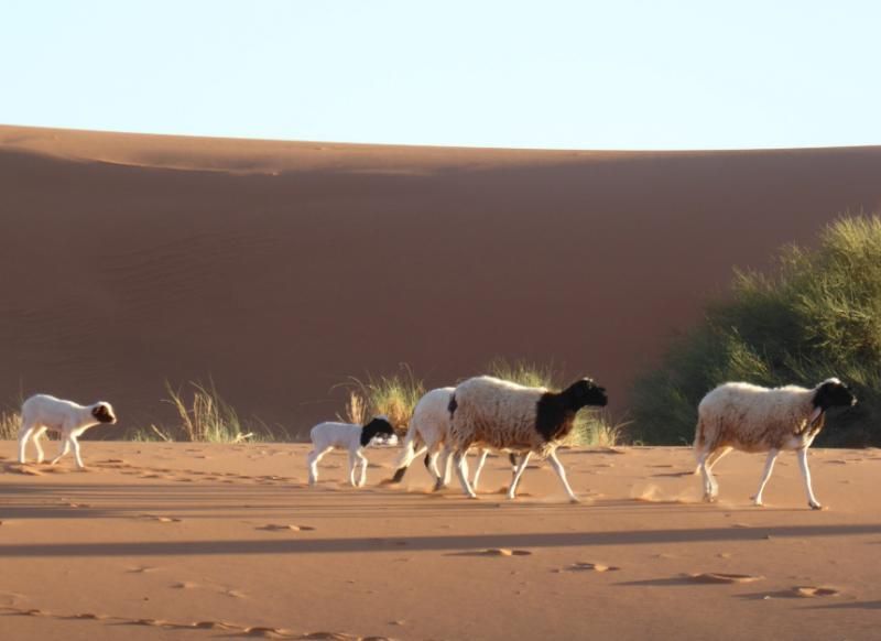 The Long Journey of Domesticated Sheep: How Ancient Herders Shaped a ...