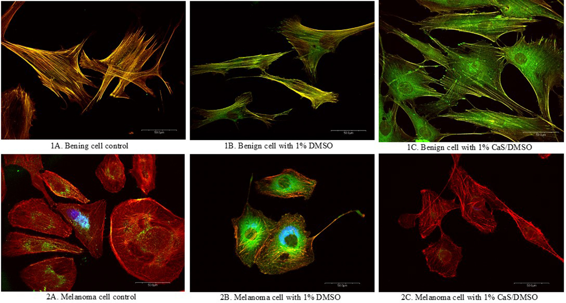 Hundreds of Studies Show DMSO Transforms The Treatment of Cancer