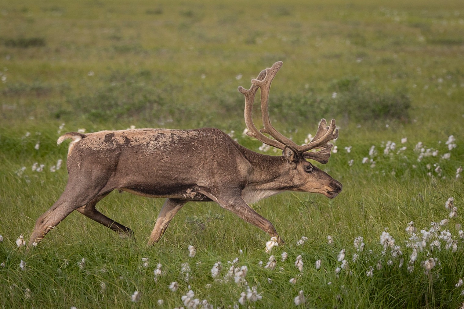 Reindeer Games: The Real Story of Santa's Helpers