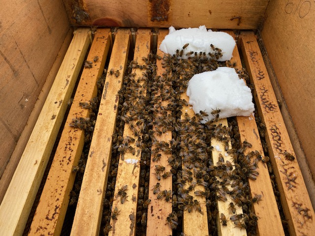 Cook for the bees: Homemade sugar bricks - Tara Lynne Today