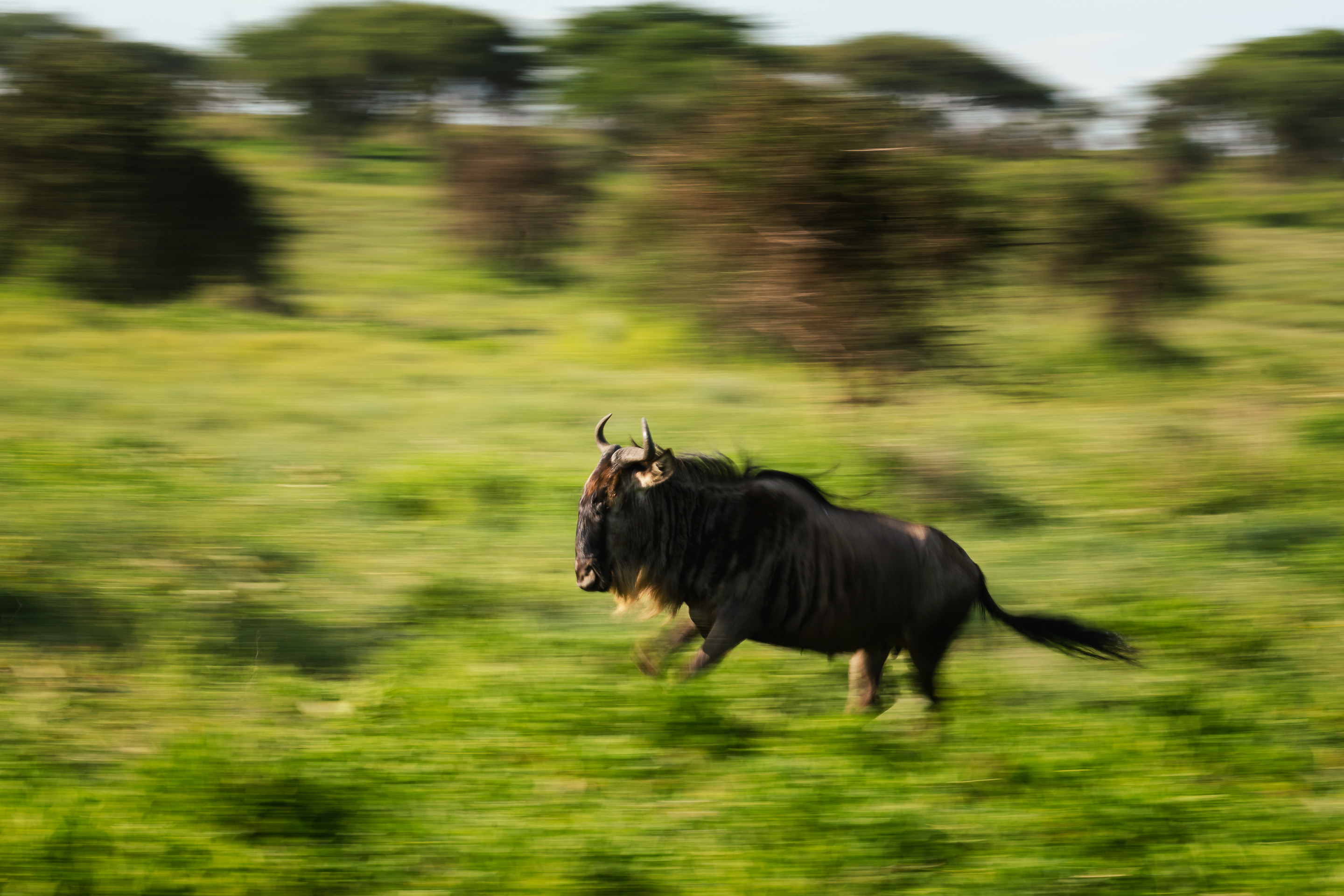 Unveiling the Wilderness (Part 1) - Dance of Time: Shutter Speed in ...