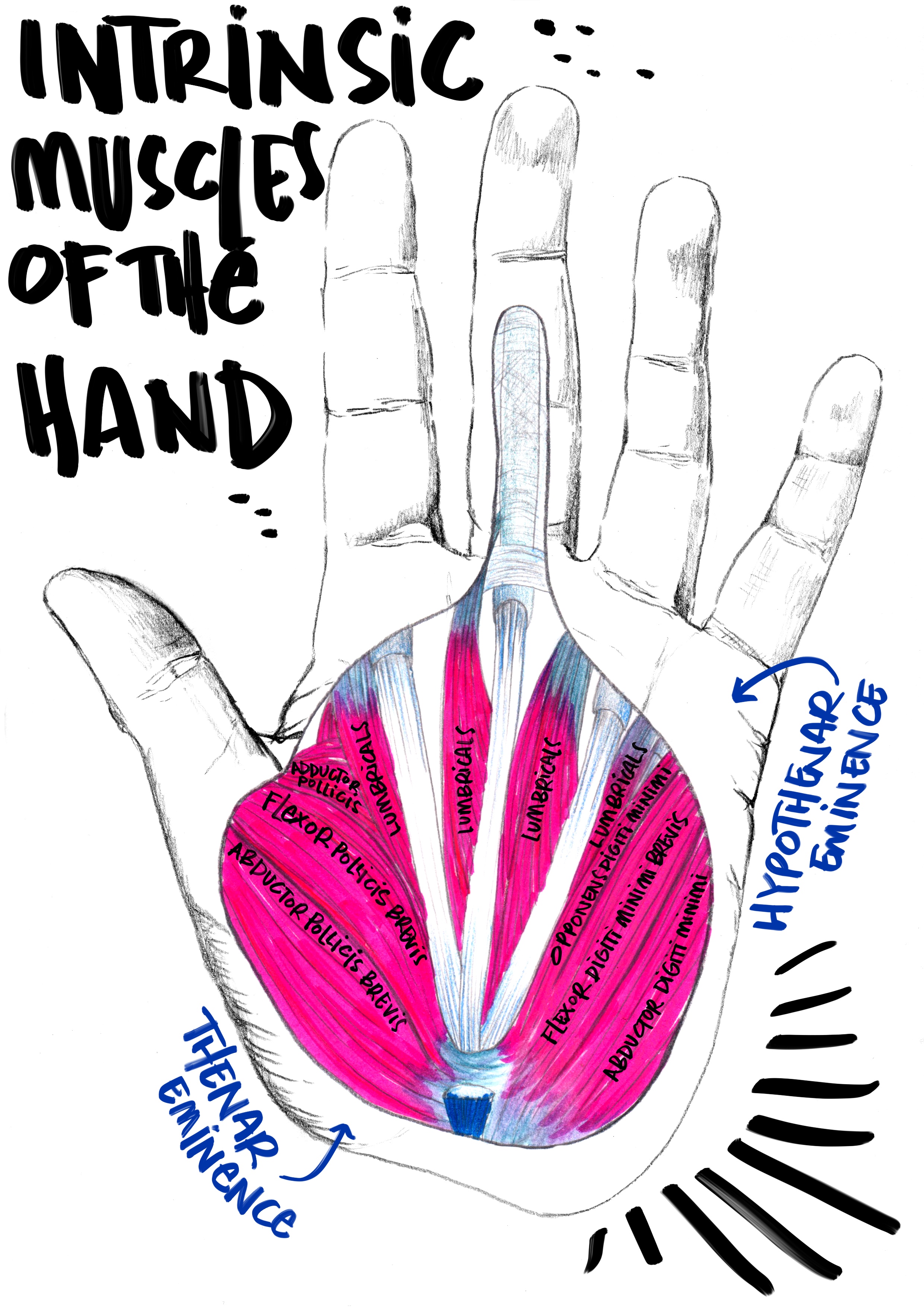 Intrinsic Muscles of the Hand