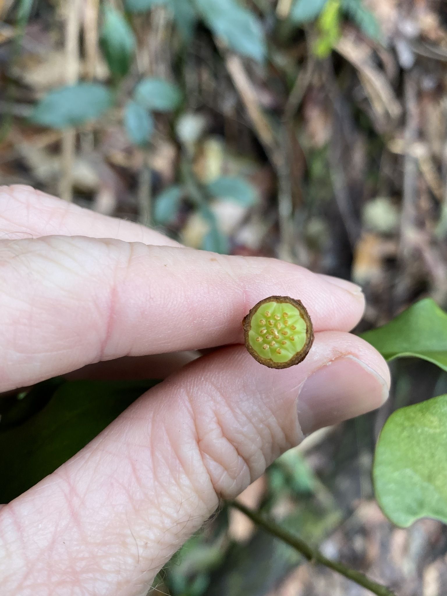 Bolwarra/Native Guava - by J.P. - Bush Food Forager