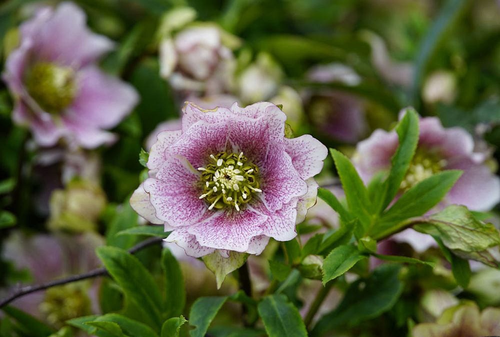 Hellebore Flowers: How to Grow, Care For, and Enjoy This Winter Beauty