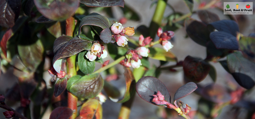 How to Grow Blueberries (Vaccinium spp.)