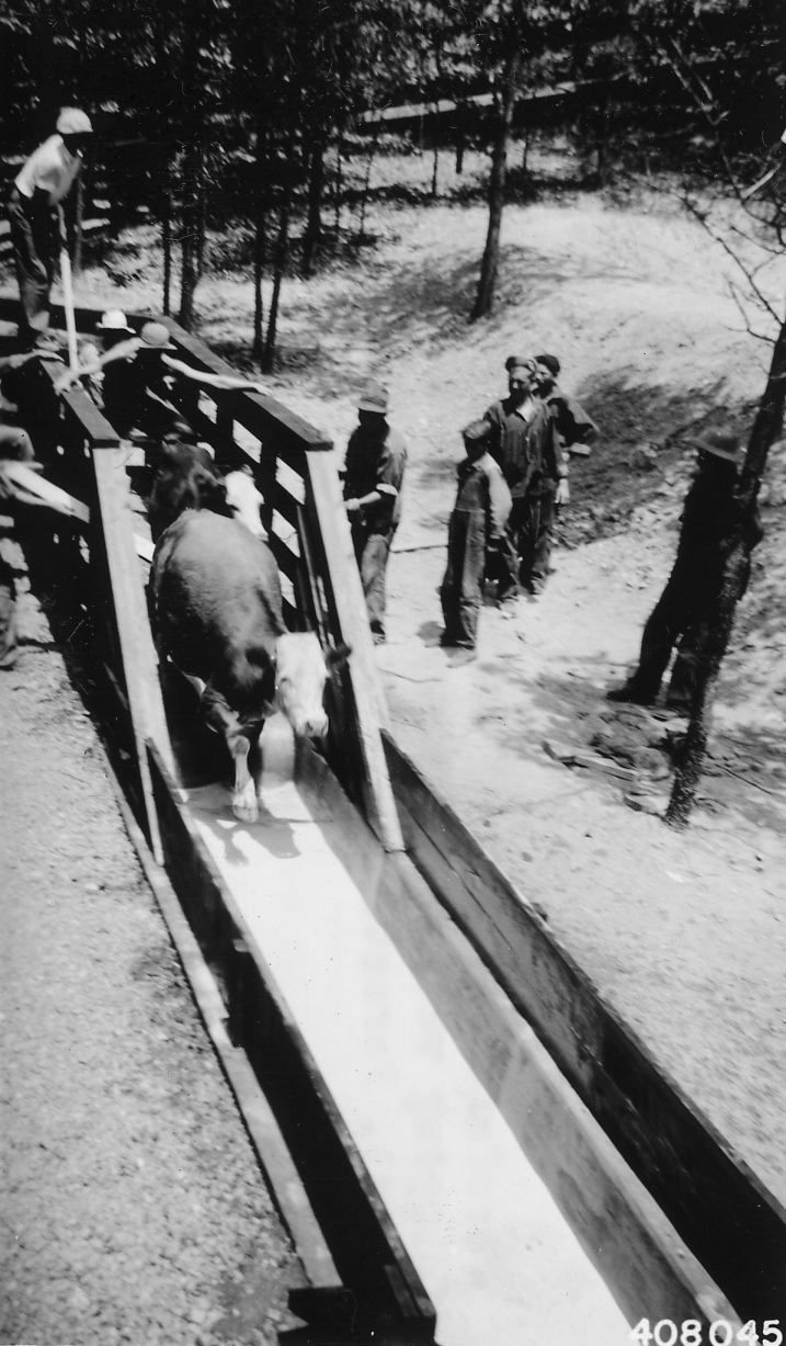 The Bizarre History of Cattle Dipping