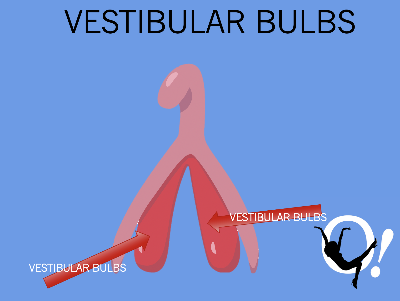 Female PELVIC and VULVAR ANATOMY - by Lauren Streicher MD
