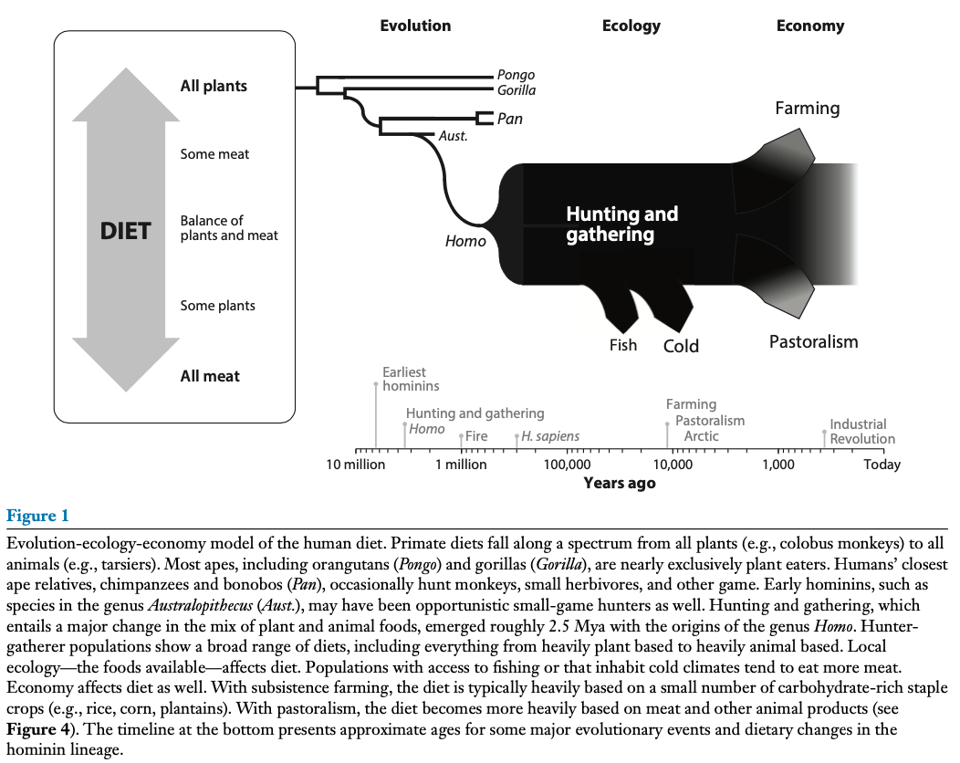 The Evolution of Human Diet Since the Origin of Genus Homo
