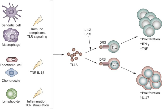 Immunology Cheat Sheet - by Dylan Neel and Aniqa Tasnim