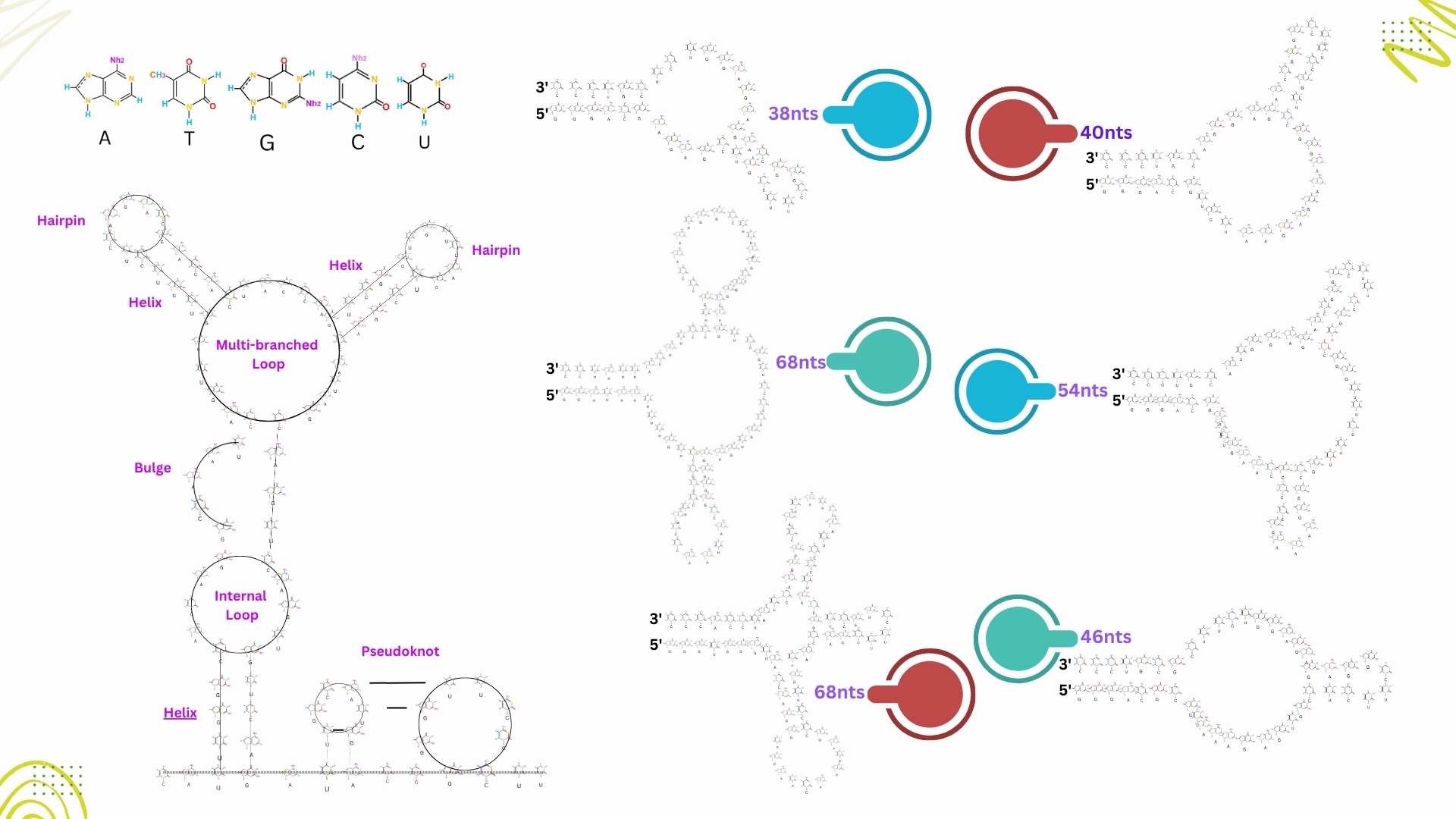 The World of Aptamer Structures, DNA Antibodies