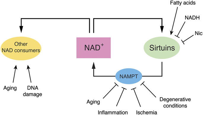 The Difference Between NAD, NADH, NADP, NADPH, FAD, and FADH2