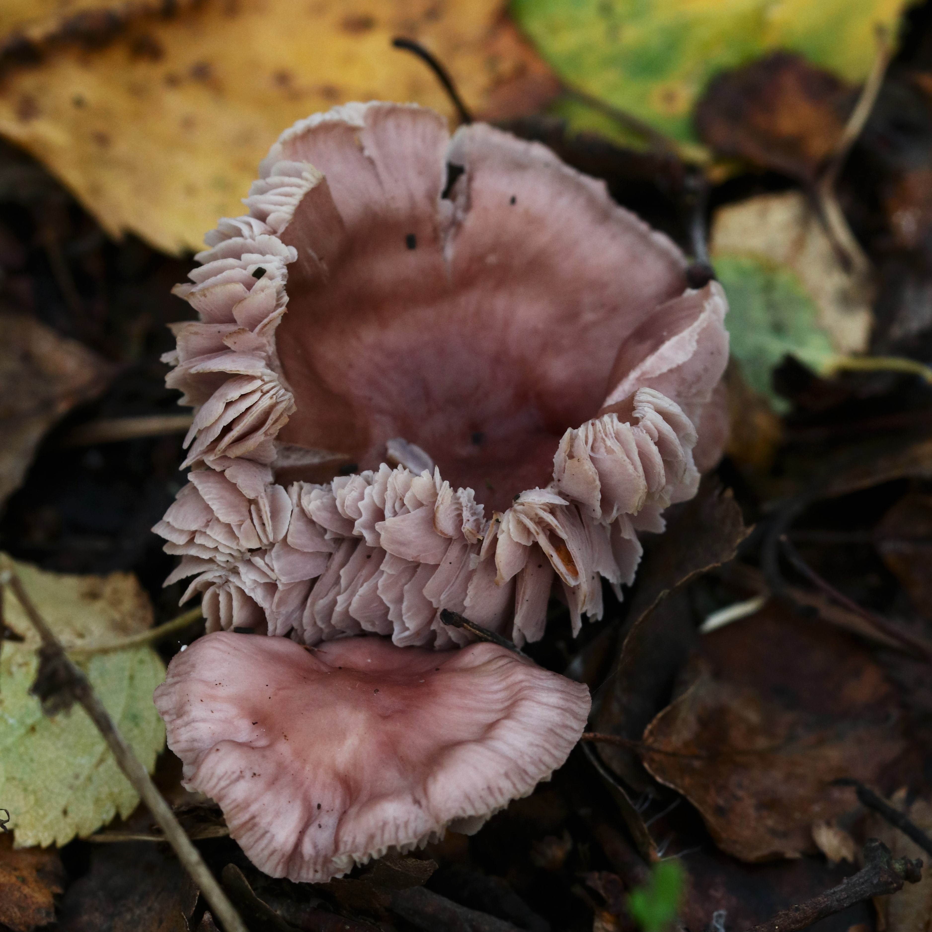 If you go down to the woods... - by Deborah Vass