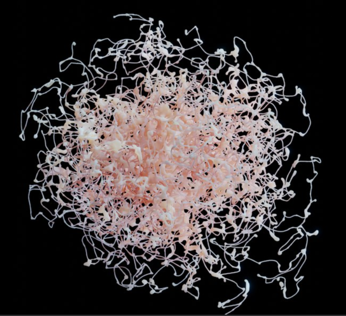 The Rosehip Neuron - The Nerdoscientist