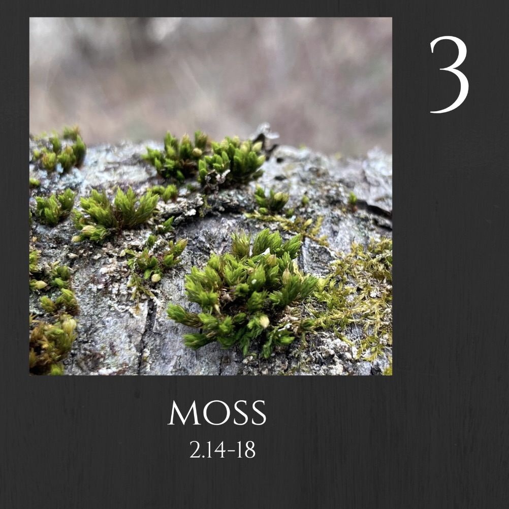 Periodic Table of Forest Elements - by Ann Collins