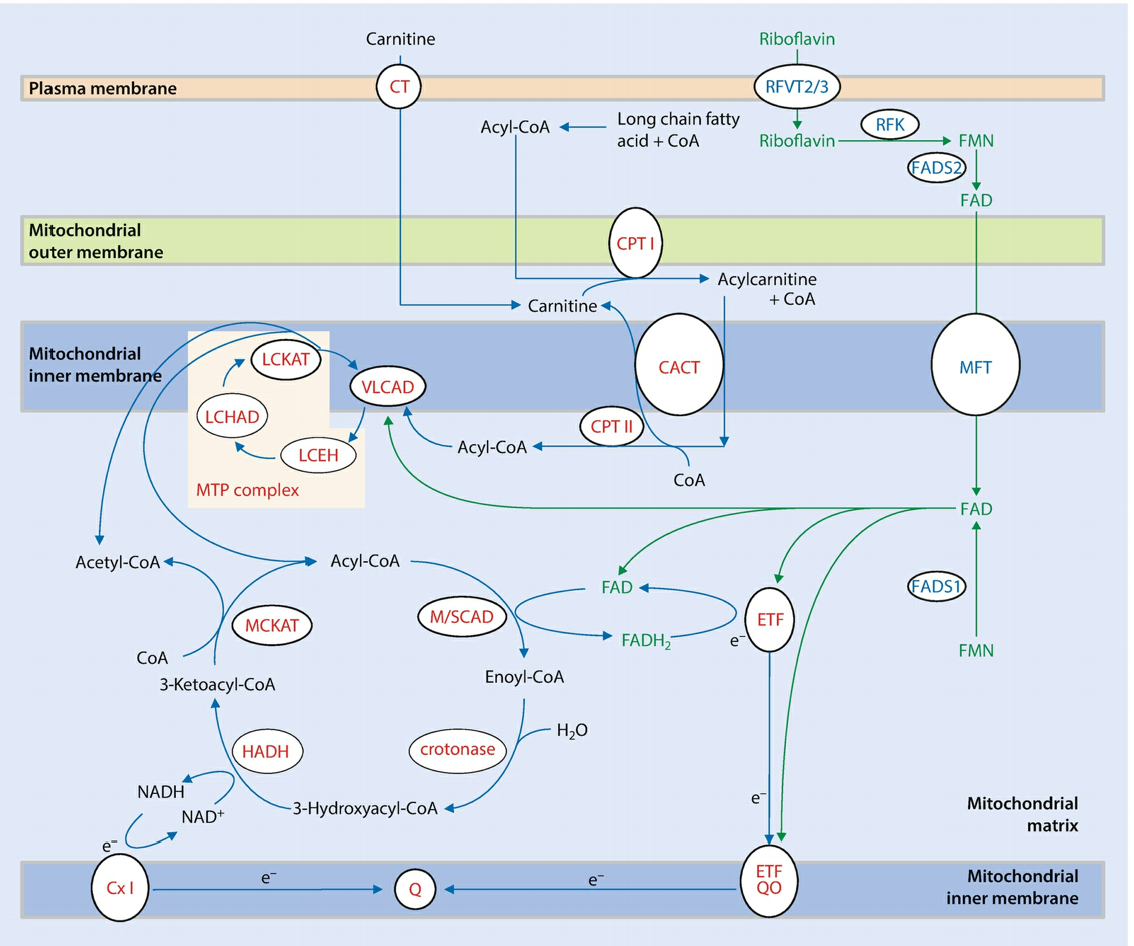 Why Would Riboflavin WORSEN a Riboflavin-Dependent Metabolic Defect?