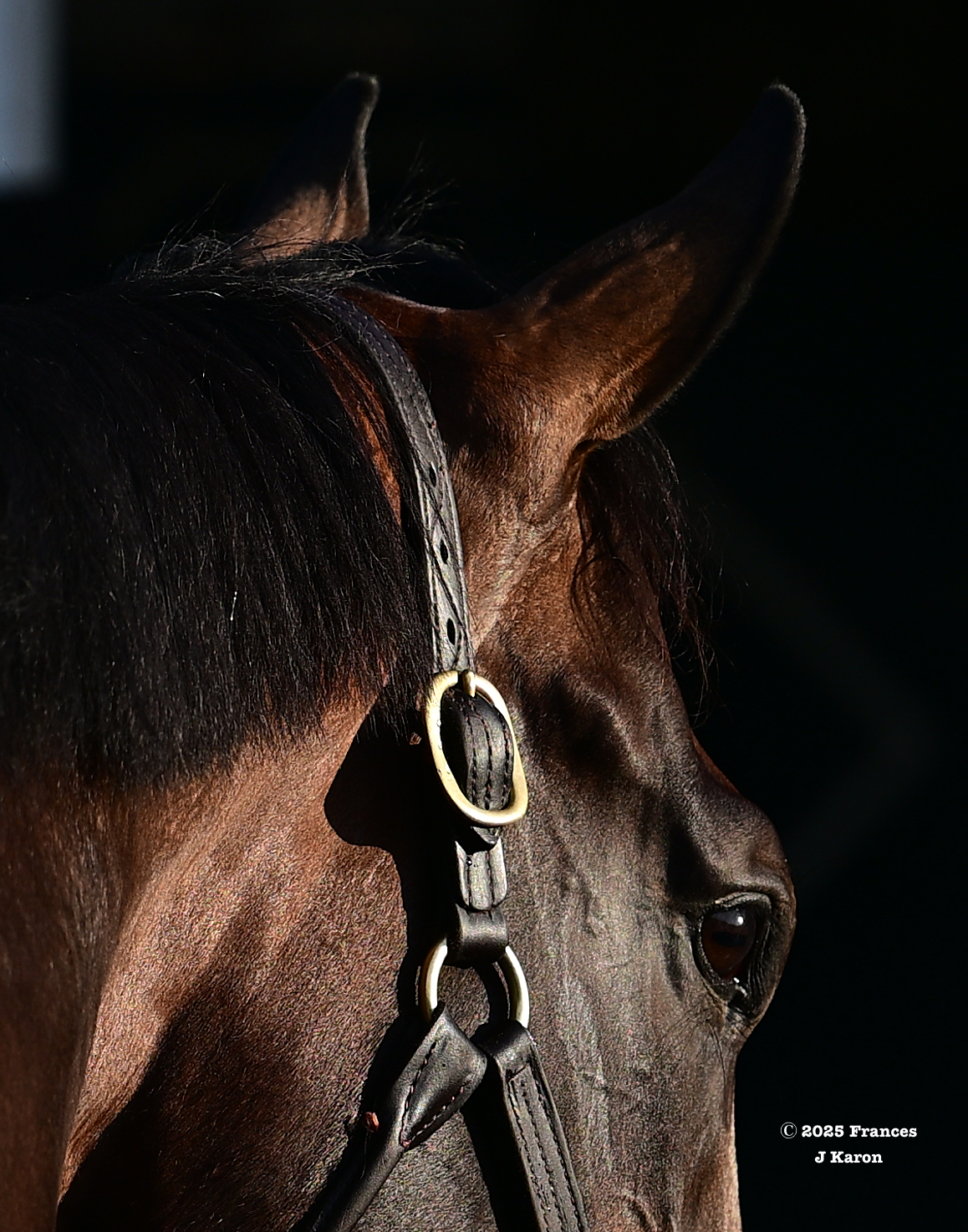 Pedigrees of the Kentucky Derby horses