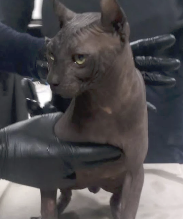 The Narco Gangs and Human Smugglers of Ciudad Juárez