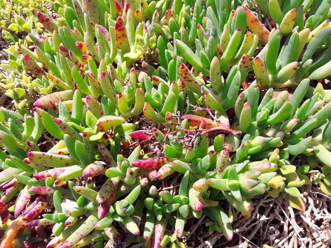 Karkalla/Pigface - by J.P. - Bush Food Forager