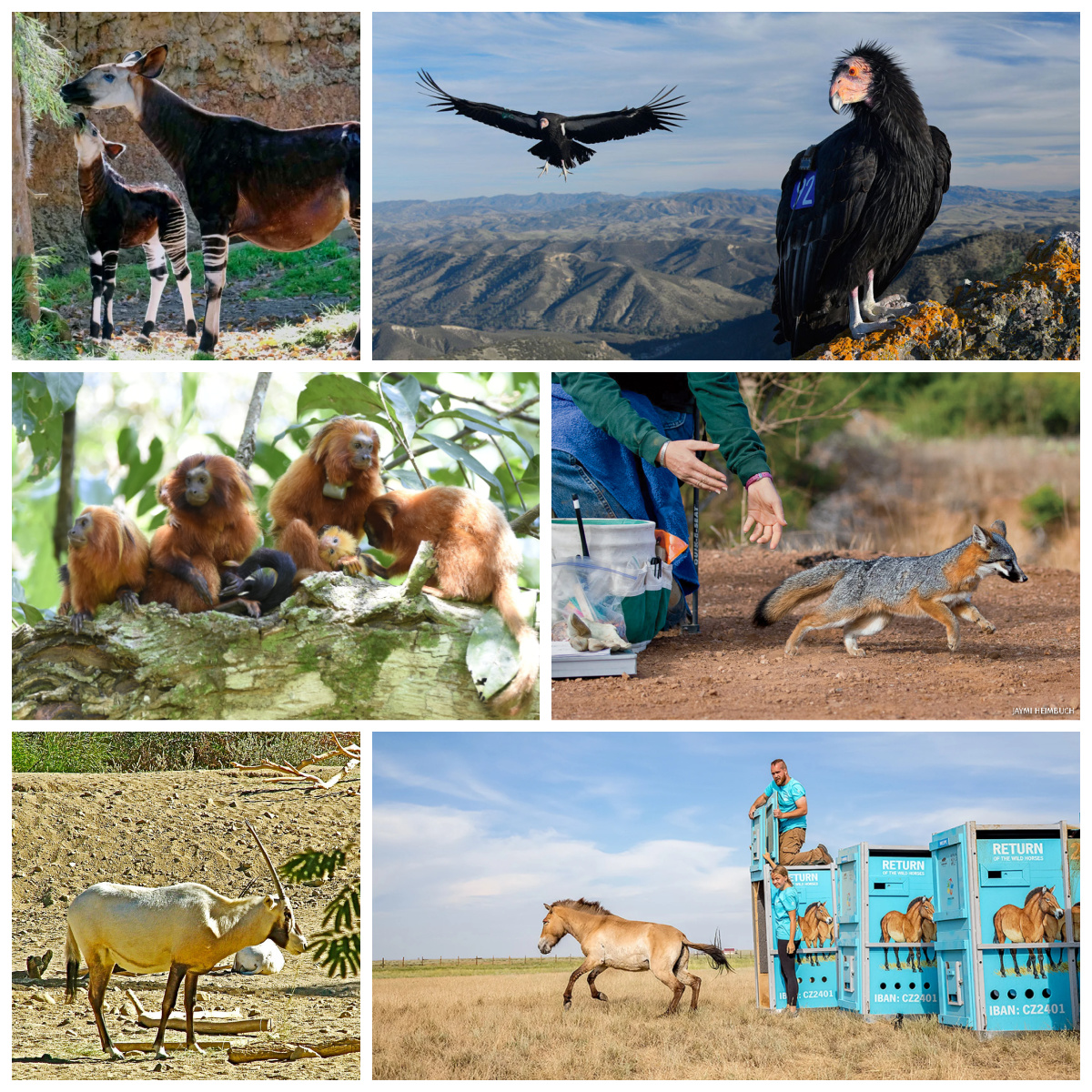 The Evolution of Zoos - by JScott MItchell