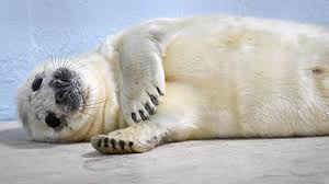 Hop On One Foot and Bark Like a Seal–Is That Too Much to Ask ...